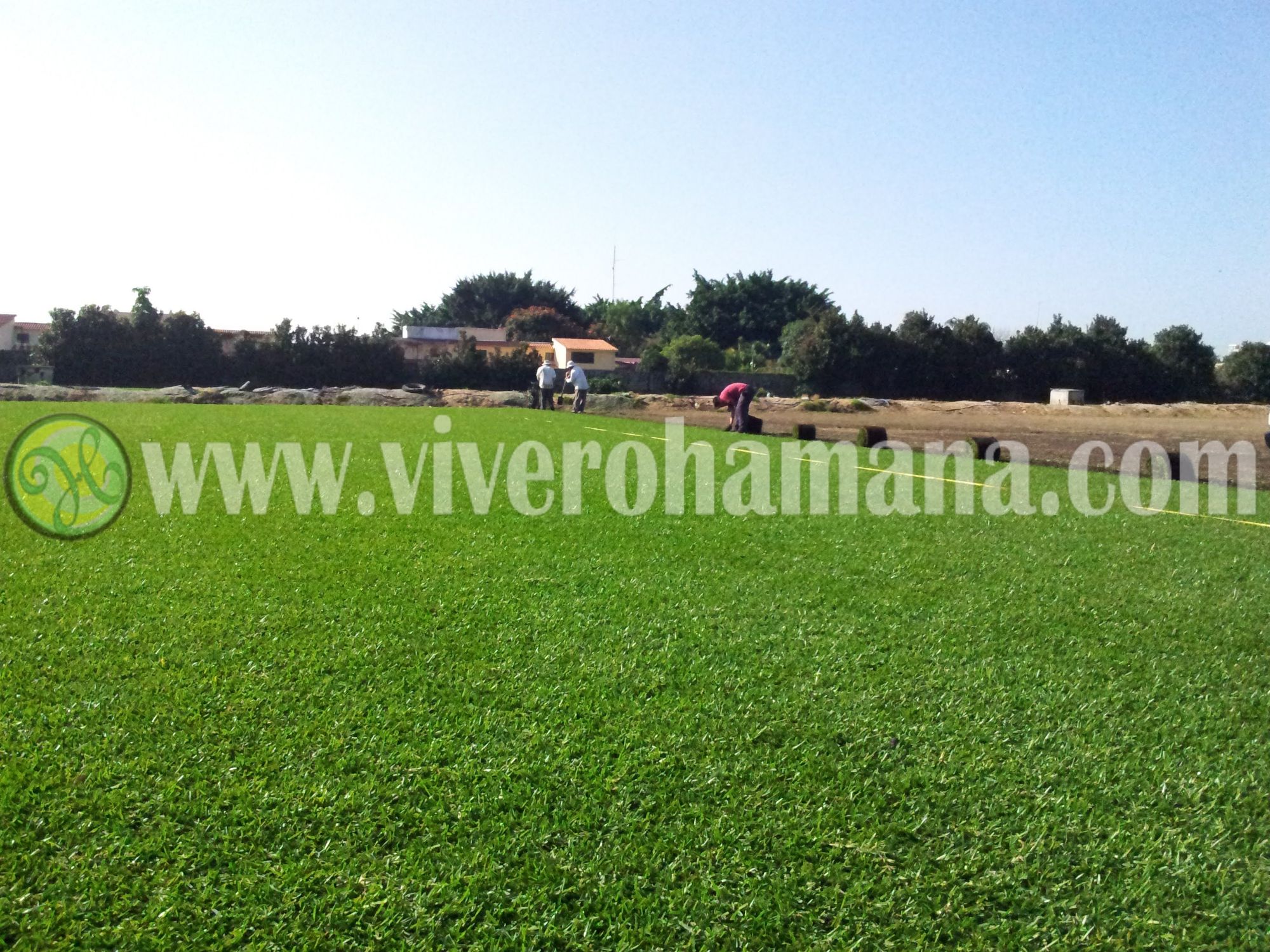 Venta y Colocación de Pasto Natural en Rollo – Vivero Hamana – Venta ...