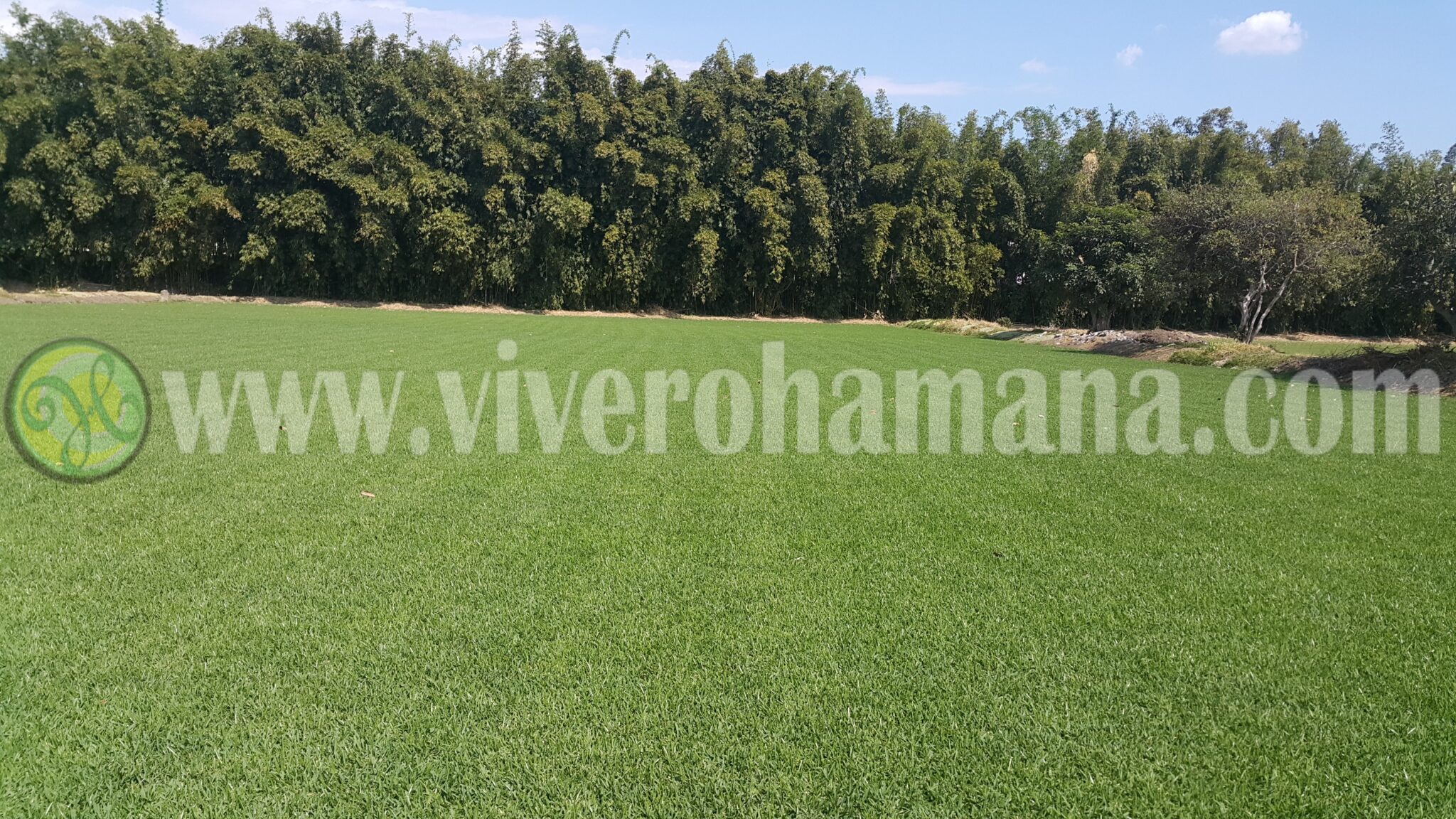 Venta y Colocacion de Pasto en Rollo Barato en Cuernavaca – Vivero ...
