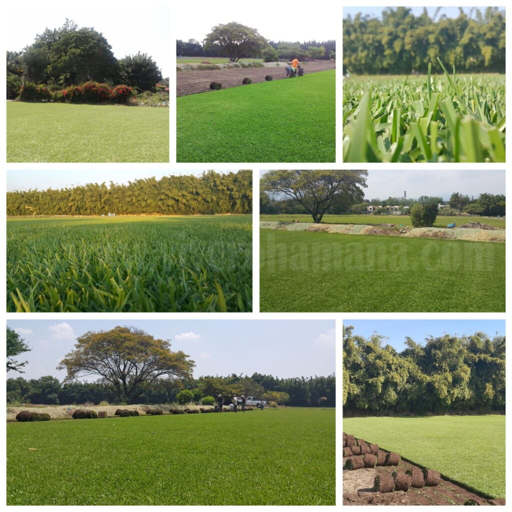 Venta de Pasto San Agustin en Cuernavaca Morelos Mexico – Vivero Hamana ...